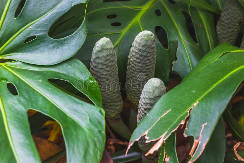Deliciosa Del Monstruo - Fruta Jugosa Del Philodendron Imagen de ...