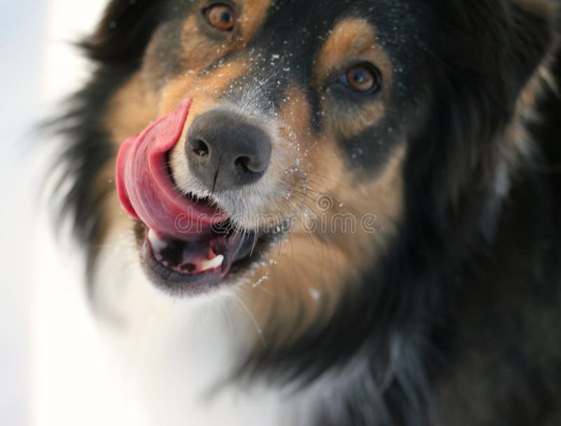 Delicious stock image. Image of delicious, australian, snow - 451613