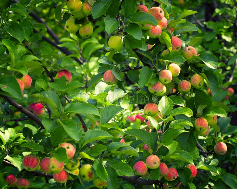 Delicious Apples on a Apple Tree Stock Photo - Image of fresh, health ...