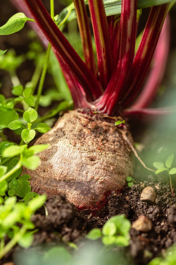 Delicious Beetroot in Our Garden Stock Image - Image of ecology ...