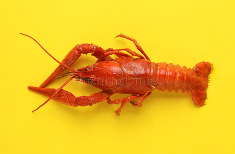 Delicious Boiled Crayfish on Yellow Background Stock Image - Image of ...