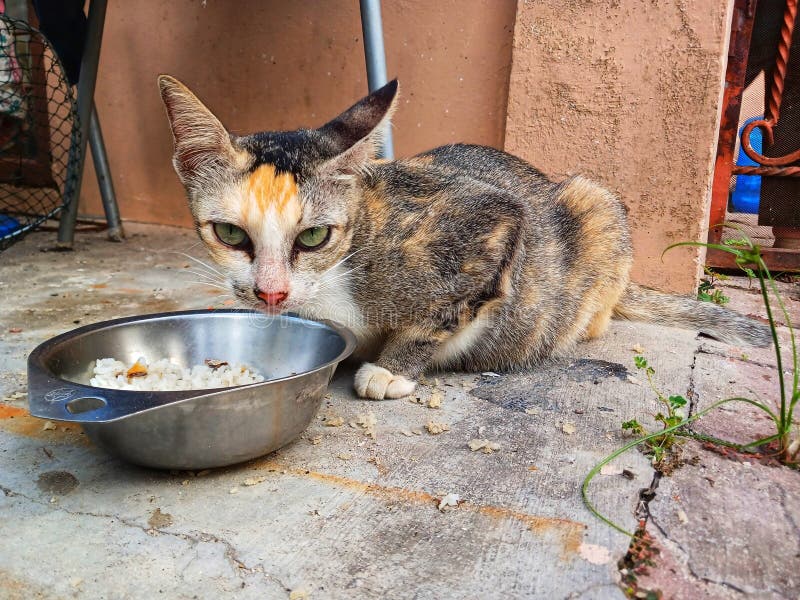 A Delicious Bowl of Rice and Fish for the Mother Cat Stock Image ...