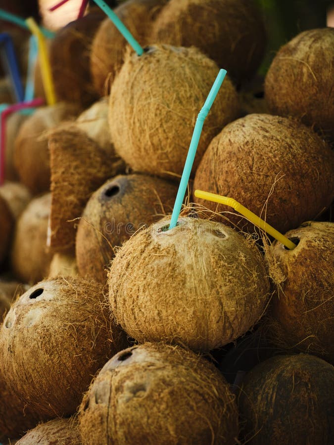 Fresh Coconuts on a Tropical Island Stock Image - Image of beautiful ...