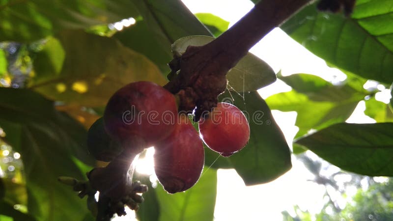Delicious Coffee Fruit because of the World S Favorite Stock Image ...