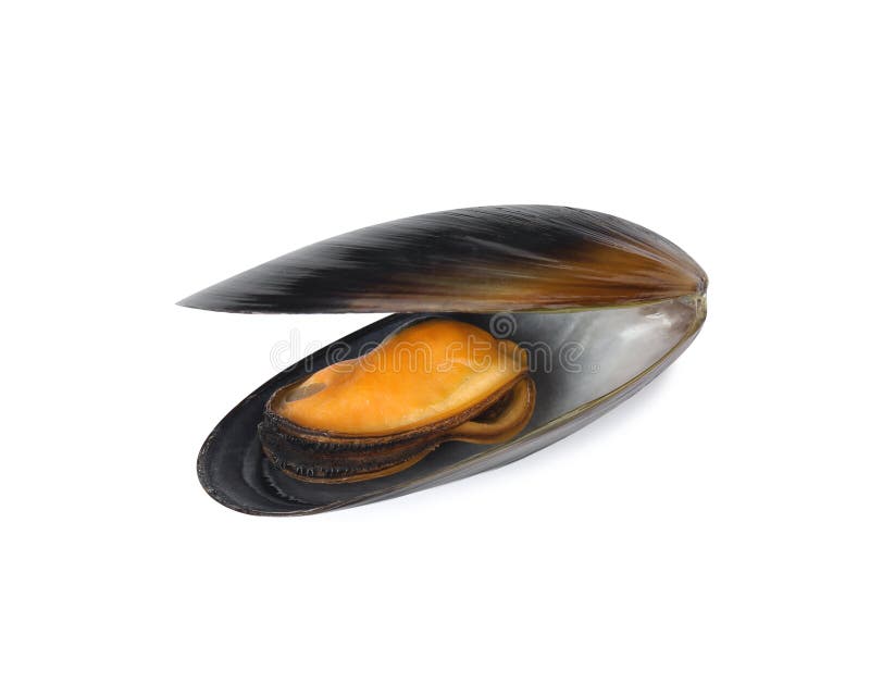 Delicious Cooked Mussel in Shell Isolated on White Stock Image - Image ...