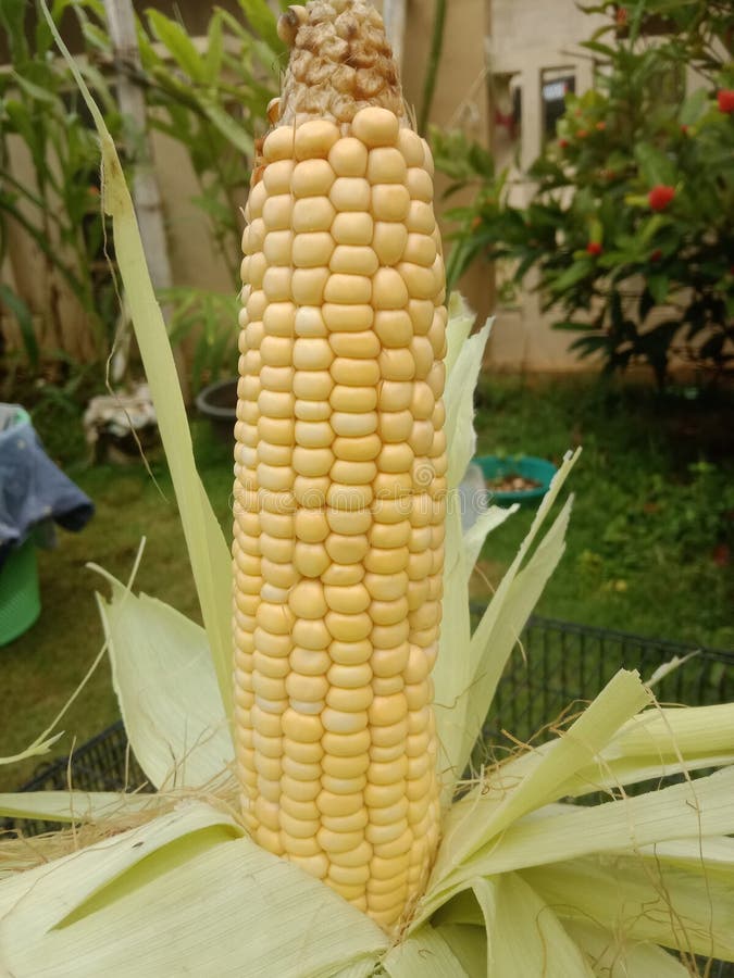 Delicious Corn in Indonesia Stock Photo - Image of indonesia, delicious ...