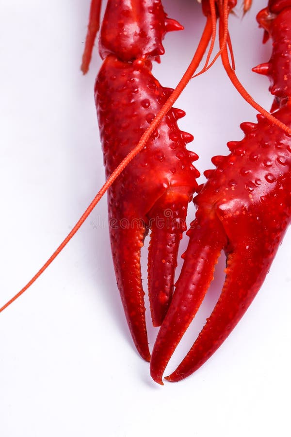 Delicious crayfish stock image. Image of fresh, healthy - 52150161