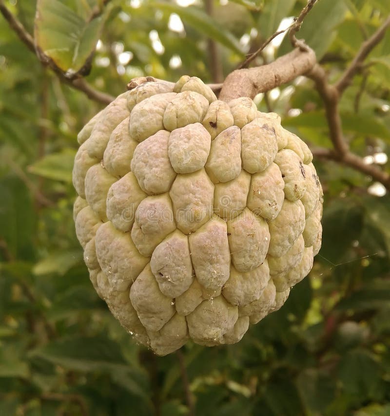 Delicious Custard Apple Fruit Stock Image - Image of produce ...