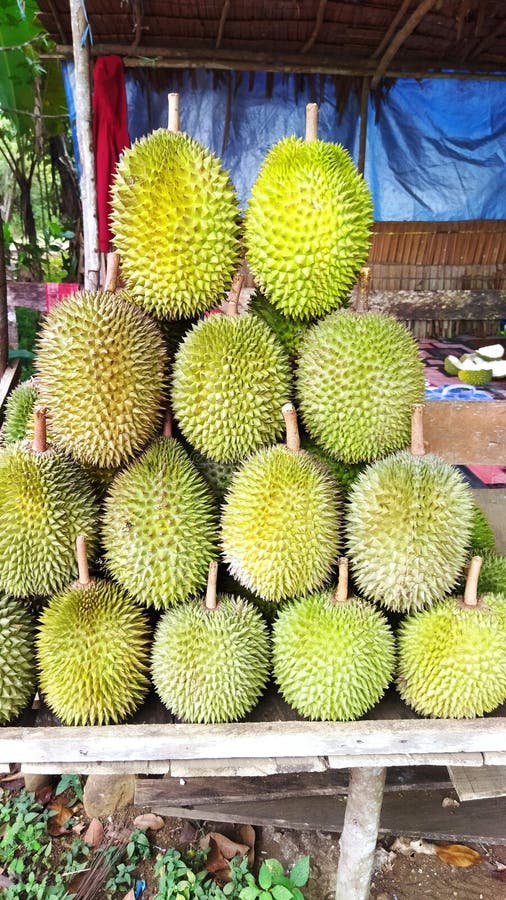 Delicious Durian from East Borneo Stock Image - Image of vegetable ...