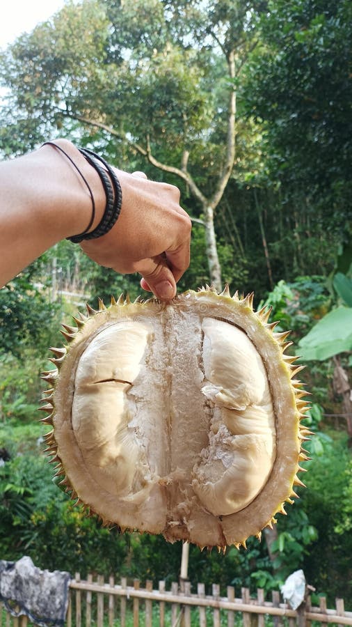 Delicious Durian in the Forest Stock Photo - Image of durian, delicious ...