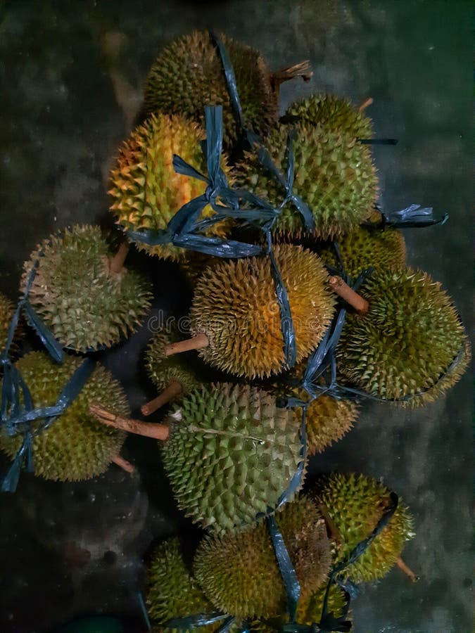 Delicious durian fruit stock image. Image of blossom - 209692221