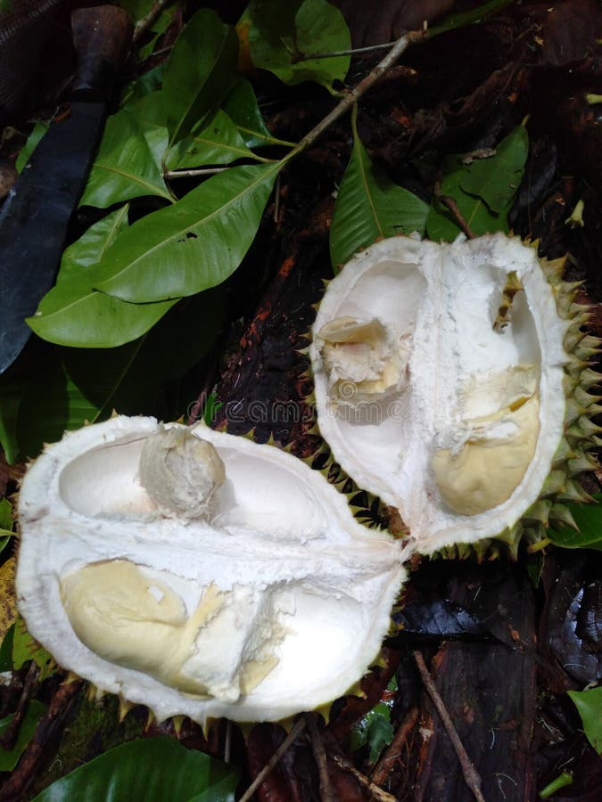 Delicious durian tested stock photo. Image of produce - 264816476