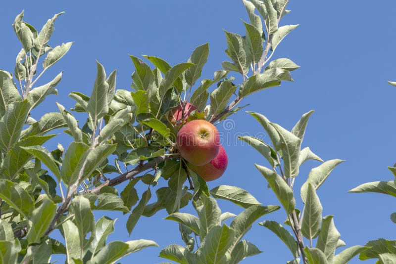 Delicious Elstar and Gala Apples at the Apple Tree Stock Image - Image ...