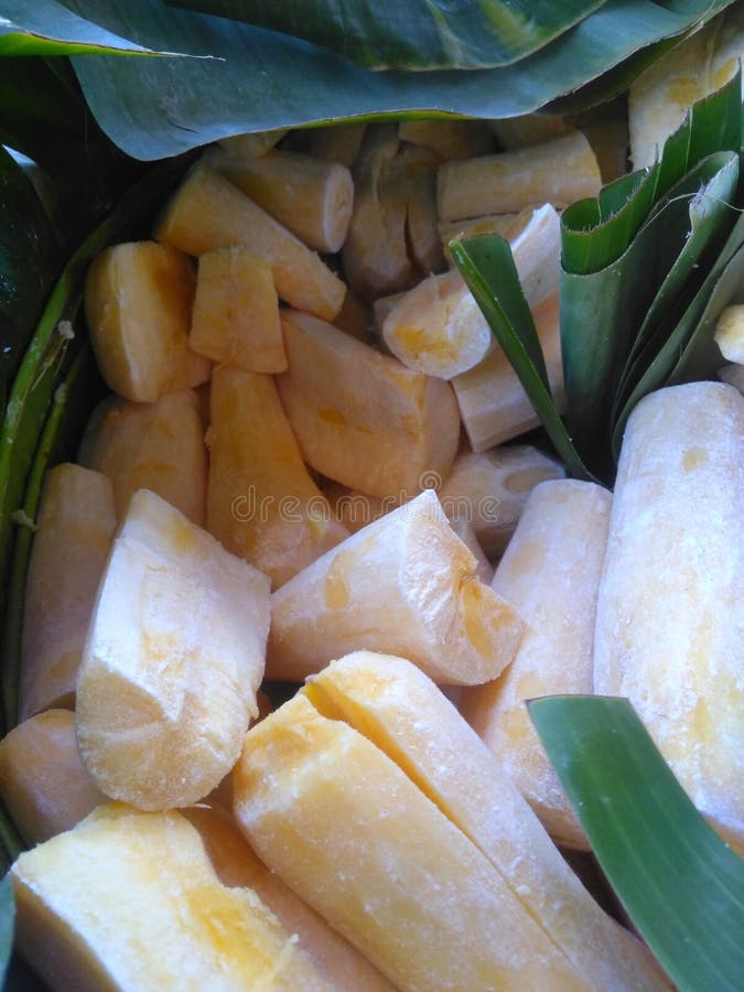 Delicious Fermented Cassava Stock Photo - Image of plant, cuisine ...
