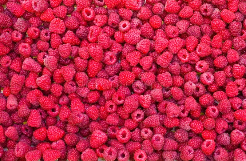 Delicious First Class Fresh Raspberries Close Up Texture Background ...