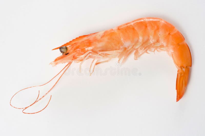 Shrimp stock photo. Image of fresh, cooking, food, fork - 2422694