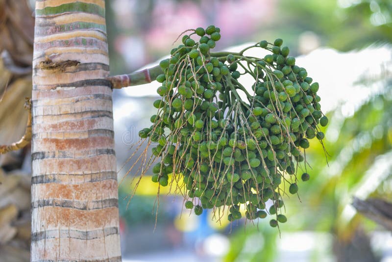 Delicious Fresh Dates Growing on a Palm Tree in Gran Canaria, Spain ...