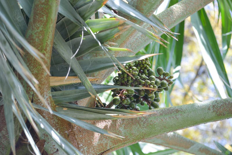 Delicious Fresh Dates Growing on a Palm Tree in Gran Canaria, Spain ...
