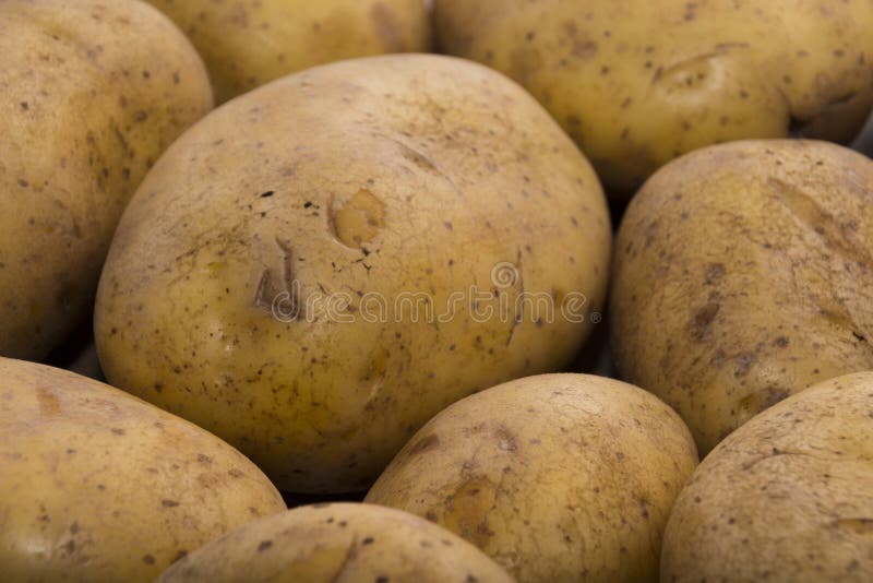 Delicious Fresh Potato from the German Farm #9 Stock Image - Image of ...