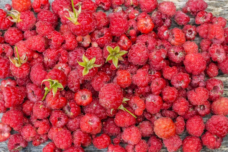 Delicious Fresh Raspberries Stock Photo - Image of closeup, sweet: 57588664