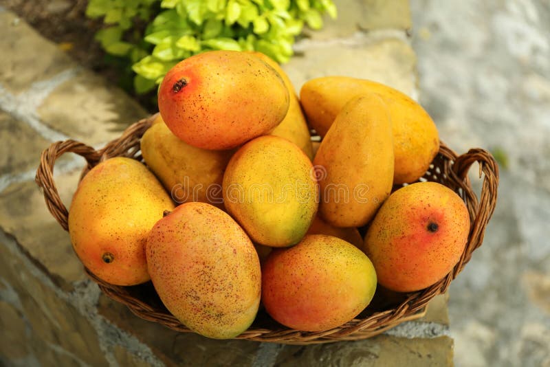 Delicious Fresh Ripe Mangos in Basket Outdoors Stock Photo - Image of ...