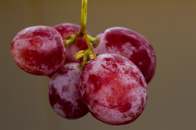 Delicious grapes stock photo. Image of macro, beuty, ingredients - 57393282
