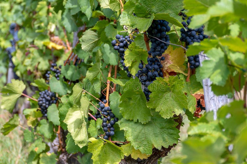 Delicious Grapes in the Field during the Harvest Stock Photo - Image of ...