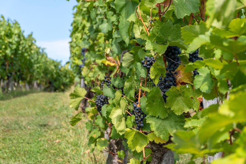 Delicious Grapes in the Field during the Harvest Stock Photo - Image of ...