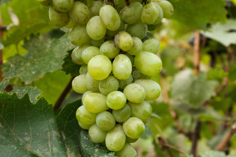 Delicious Green Grapes Growing in Vineyard, Closeup Stock Image - Image ...