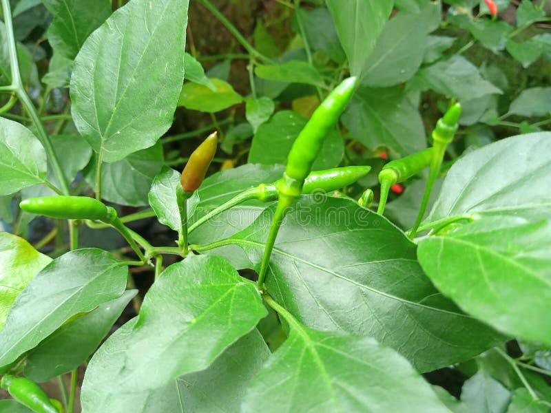 The Delicious of Hot Chilli Pepper Stock Image - Image of delicious ...