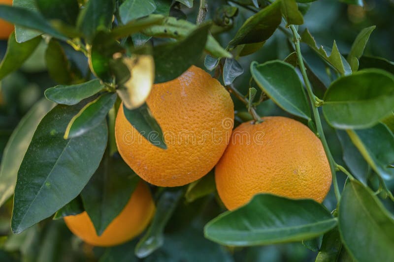 Delicious Juicy Oranges on a Tree in the Garden in Winter on the ...