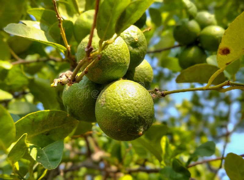 These Delicious Lemon is in the Biggest Field of Lemon. Stock Photo ...