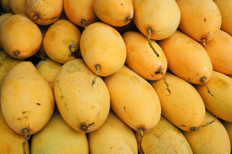 Delicious mango stock photo. Image of mango, health, nature - 23905040