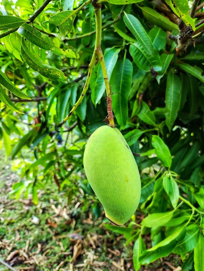 Delicious Mango in Tree Ready for Harvest Stock Photo - Image of wood ...