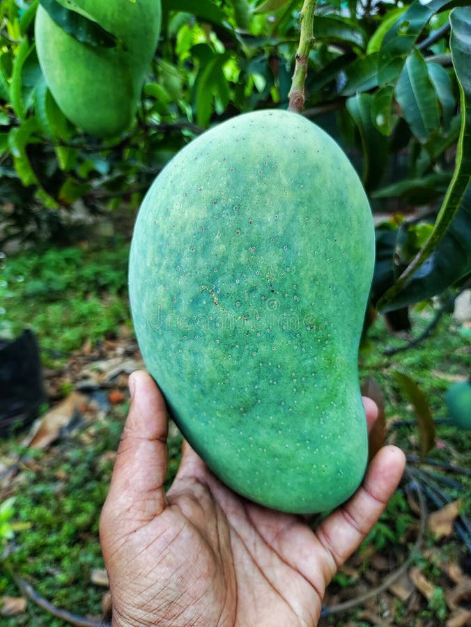 Delicious Mango in Tree Ready for Harvest Stock Image - Image of ...