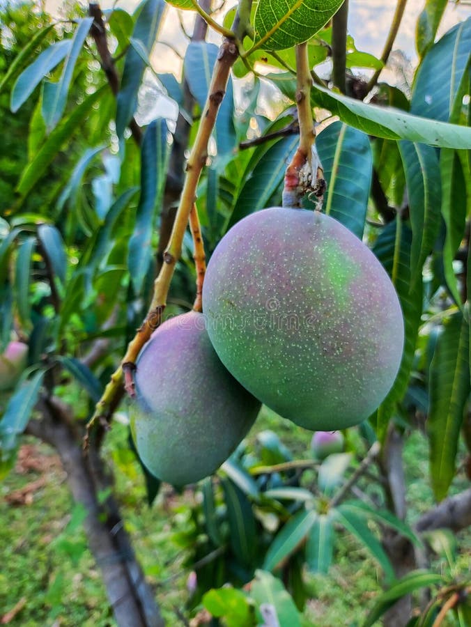 Delicious Mango in Tree Ready for Harvest Stock Photo - Image of plant ...
