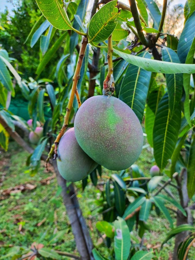 Delicious Mango in Tree Ready for Harvest Stock Image - Image of fruit ...