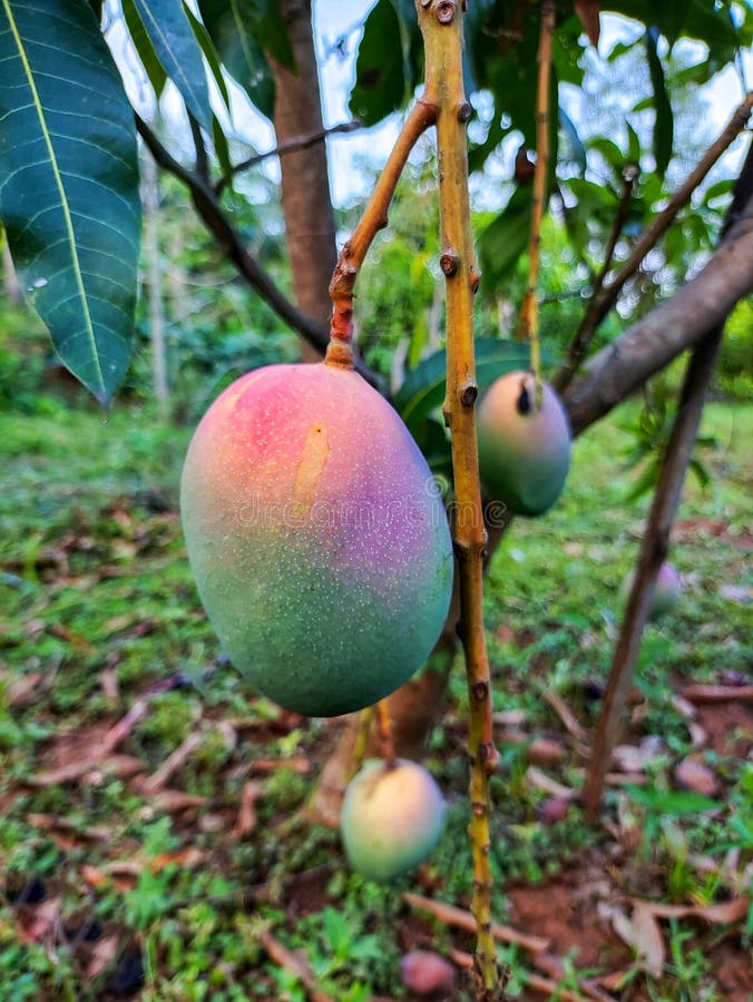 Delicious Mango in Tree Ready for Harvest Stock Photo - Image of ...