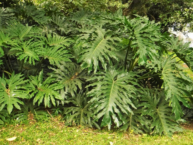 Monstera Deliciosa Leaves. Tropical Leaves In A Park Stock Photo ...