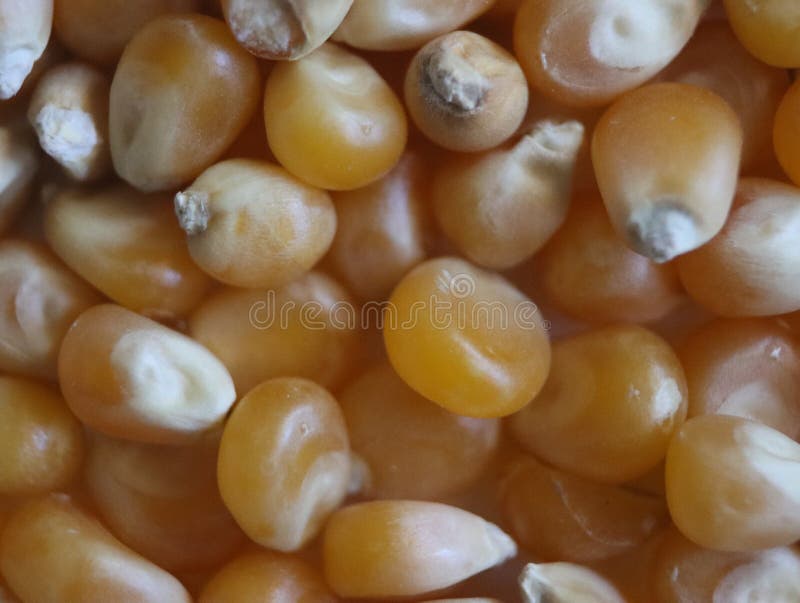 Delicious Natural Corn Popcorn Flour Grain Food Stock Photo - Image of ...