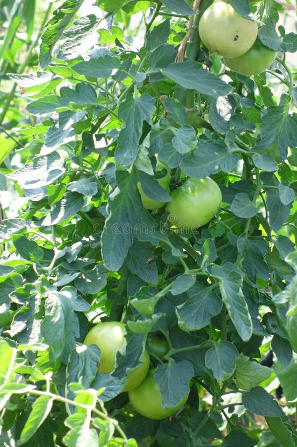 Naturally grown tomatoes stock photo. Image of grown - 189603436