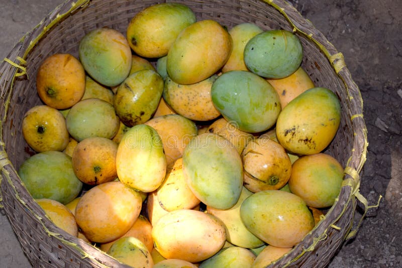 Delicious Organic Fresh Mango Display on Basket Stock Photo - Image of ...