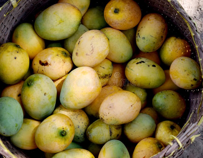 Delicious Organic Fresh Mango Display on Basket Stock Photo - Image of ...