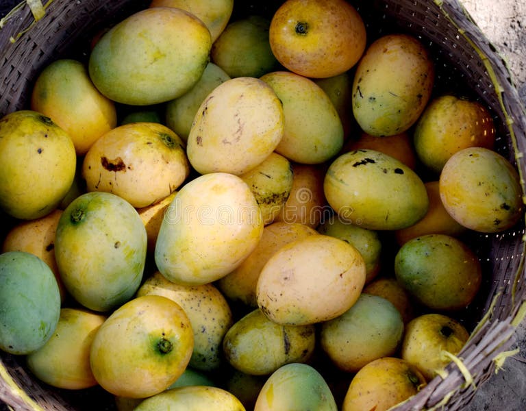 Delicious Organic Fresh Mango Display on Basket Stock Photo - Image of ...