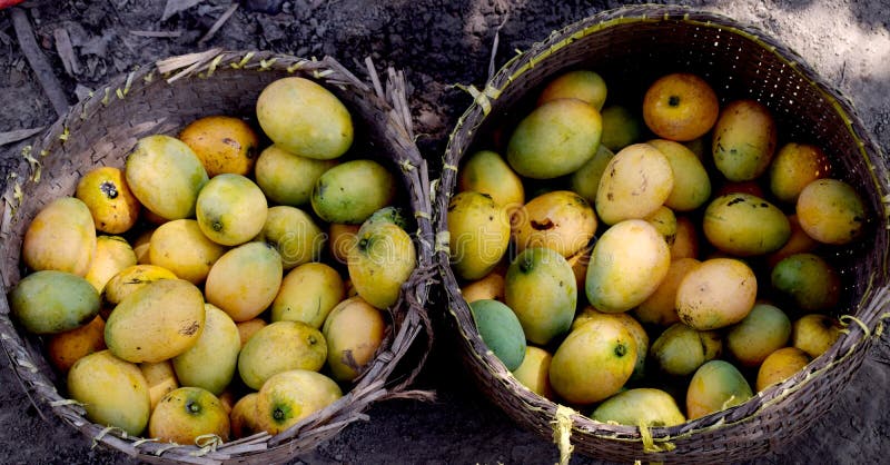 Delicious Organic Fresh Mango Display on Basket Stock Image - Image of ...