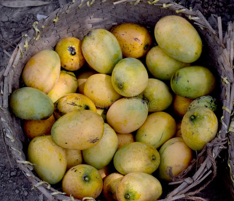 Delicious Organic Fresh Mango Display on Basket Stock Image - Image of ...