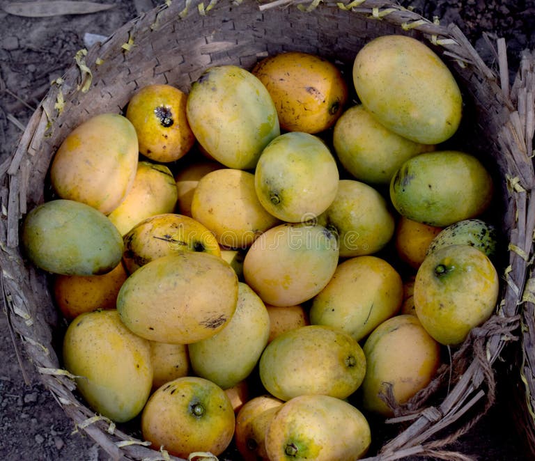 Delicious Organic Fresh Mango Display on Basket Stock Image - Image of ...