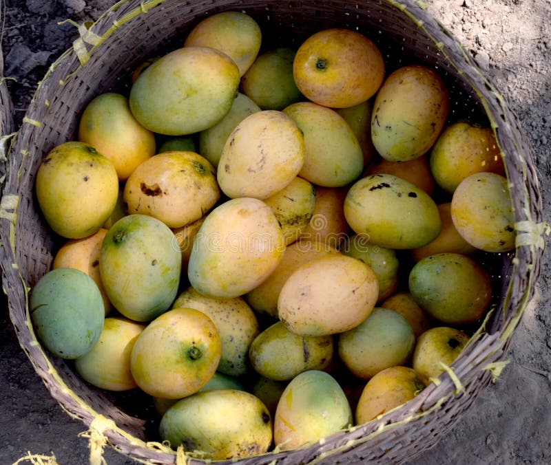 Delicious Organic Fresh Mango Display on Basket Stock Photo - Image of ...