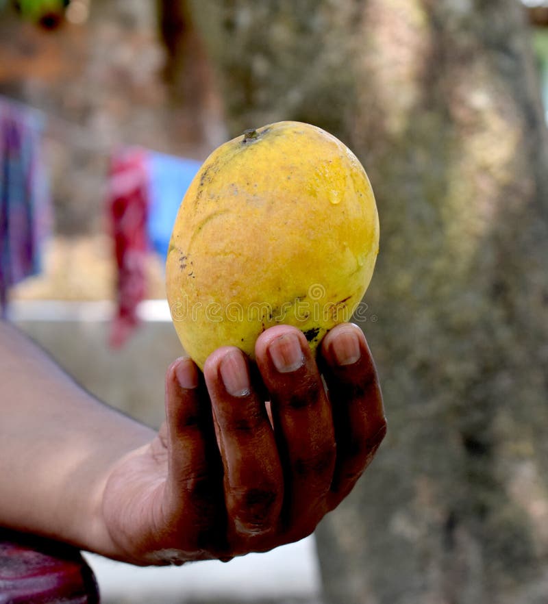Delicious Organic Fresh Mango Display on Hand Stock Image - Image of ...