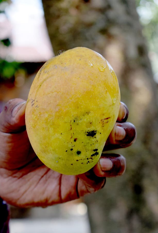 Delicious Organic Fresh Mango Display on Hand Stock Image - Image of ...